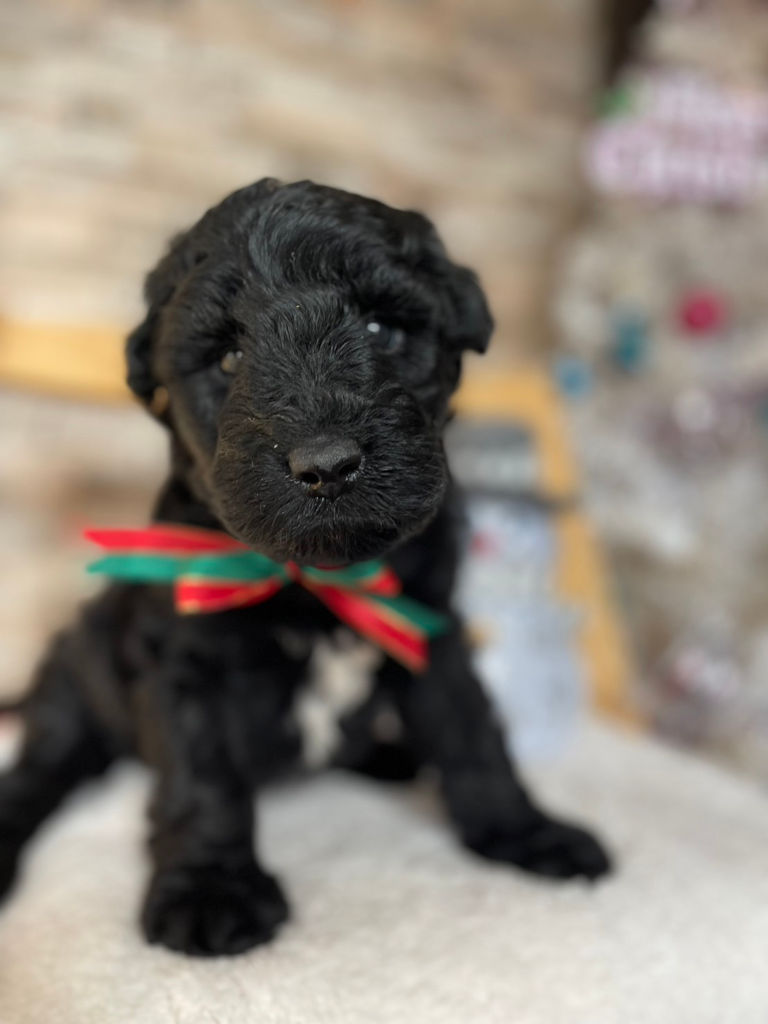 サモプー子犬販売情報、2番ちゃん | ブリーダー「ファミリードッグノヅキ」